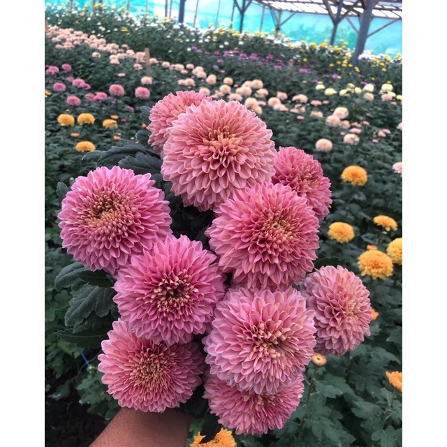 Jual GOMPIE PINK/bunga potong segar | Shopee Indonesia