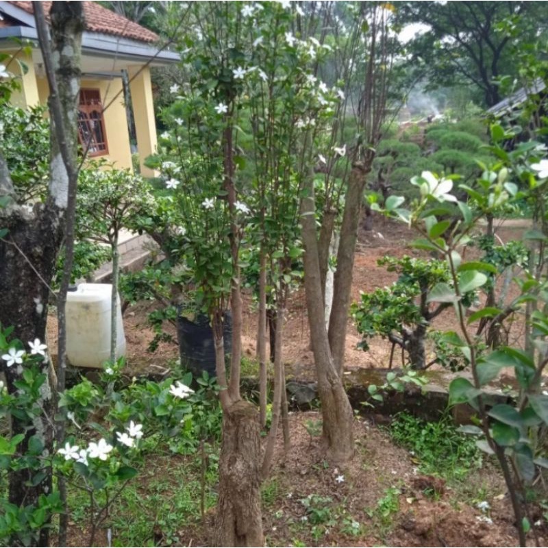 Jual tanaman bonsai melati yasmin pohon bonsai melati jasmin jasmine ...