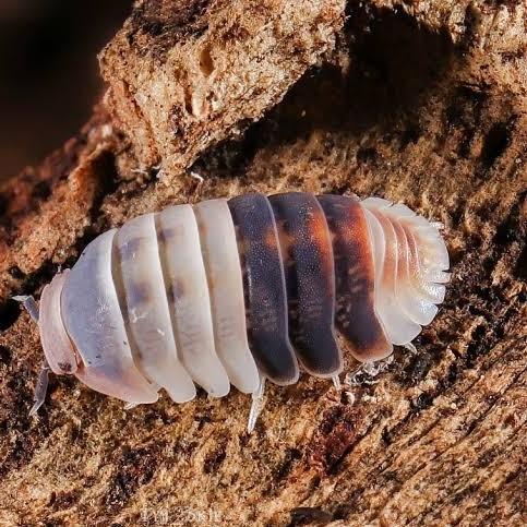 Jual Isopoda / isopods cubaris Sp white shark | Shopee Indonesia