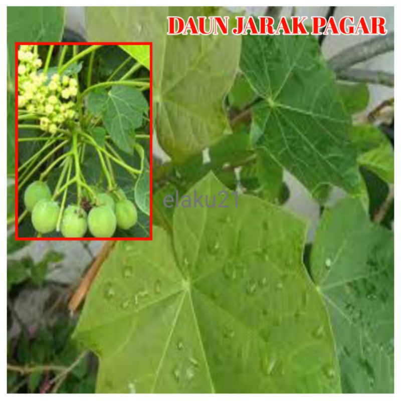 Jual Daun Jarak Pagar Segar isi 50 Lembar | Shopee Indonesia