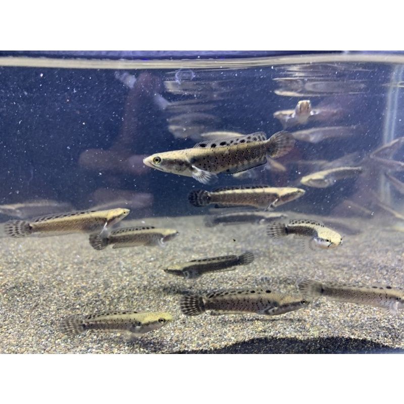 Jual Blue pulcra 6-7cm biru" | Shopee Indonesia