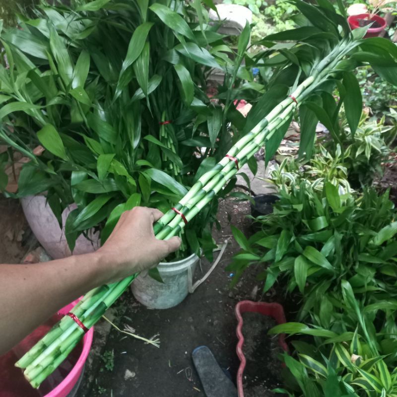 Harga Bambu Panjang 1 Meter Terbaru Des 2025 | BigGo Indonesia