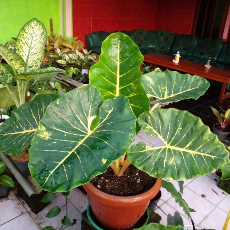 Jual sente golden/New guinea gold/varigata kuning | Shopee Indonesia