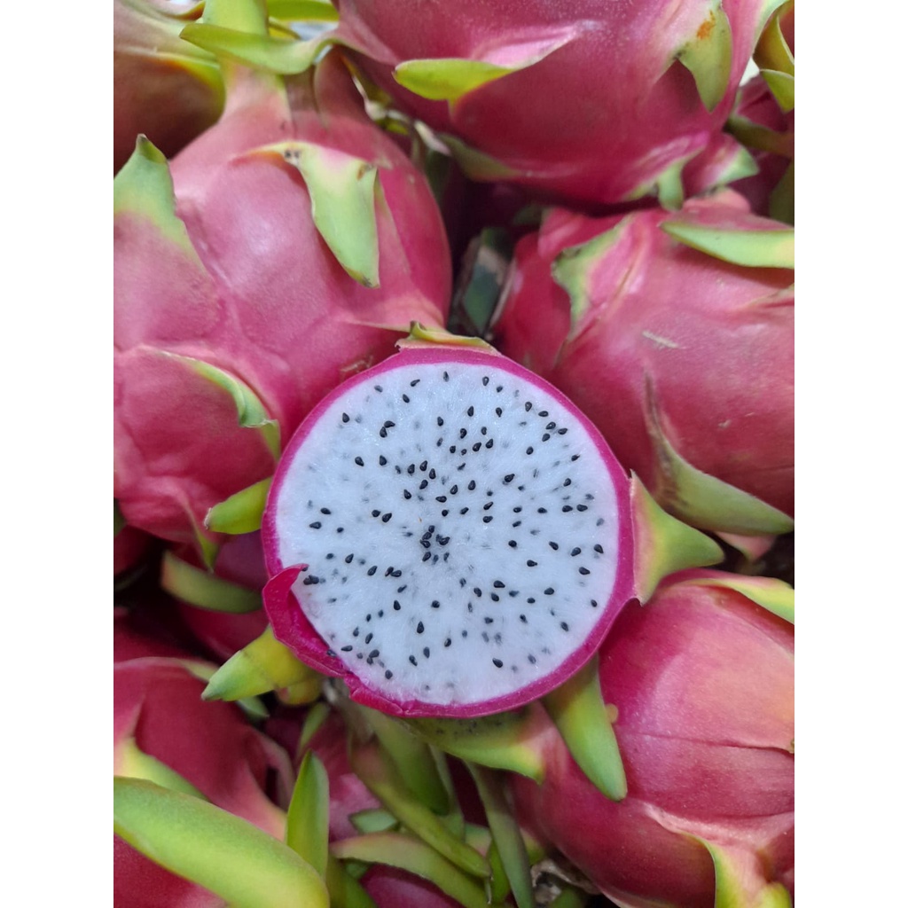Jual BUAH NAGA PUTIH 2pcs 1,1-1,2kg | Shopee Indonesia
