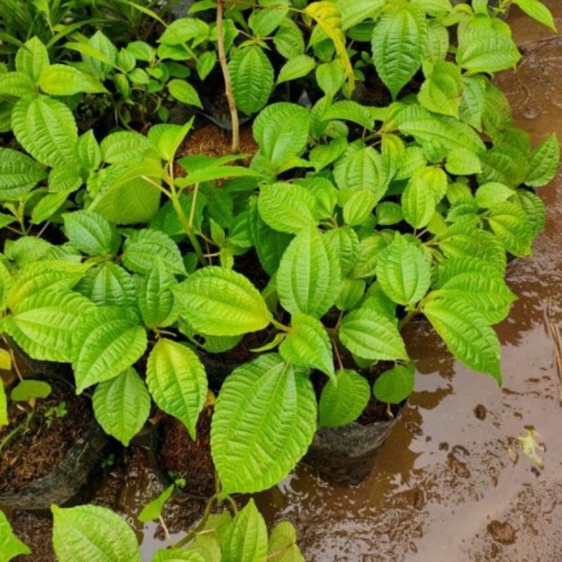 Jual Termurah 40 pcs bibit daun pohpohan sudah tumbuh | Shopee Indonesia