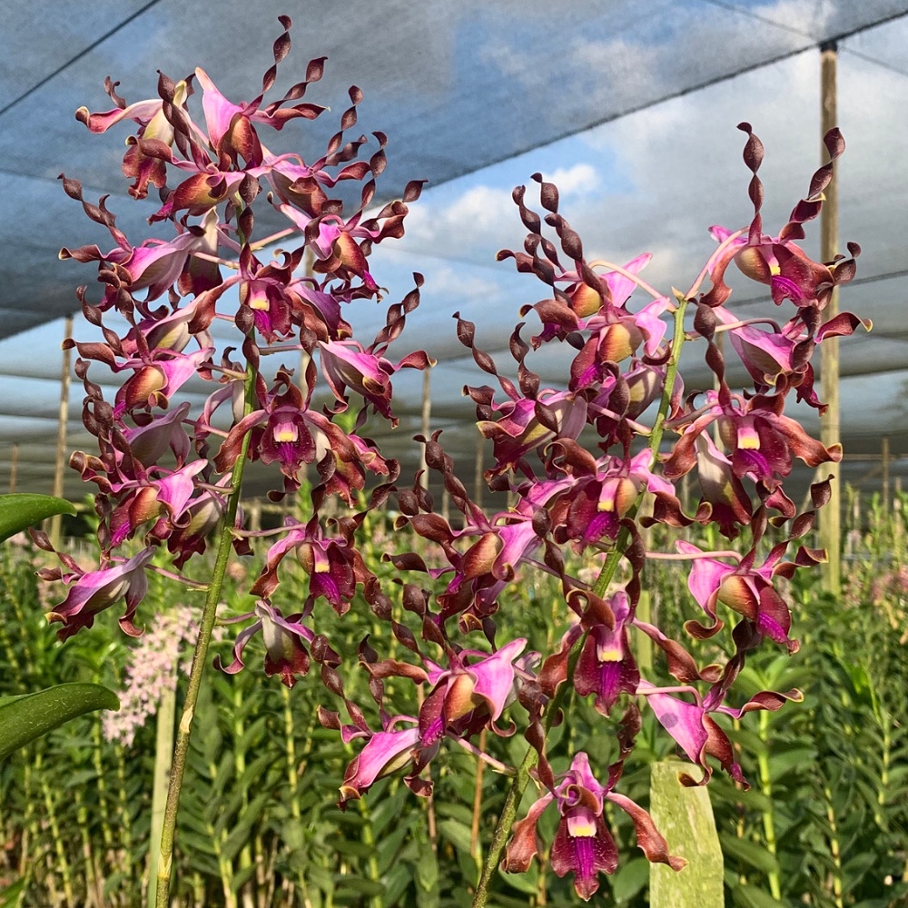 Jual Anggrek Dendrobium Lasianthera species | Shopee Indonesia