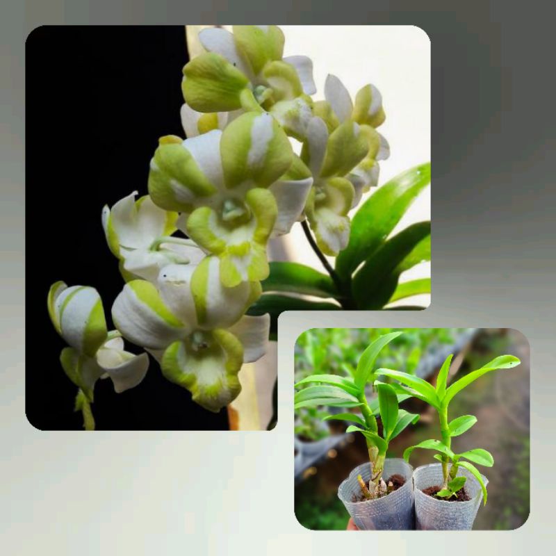Jual dendrobium Liberty white,Erawan green | Shopee Indonesia