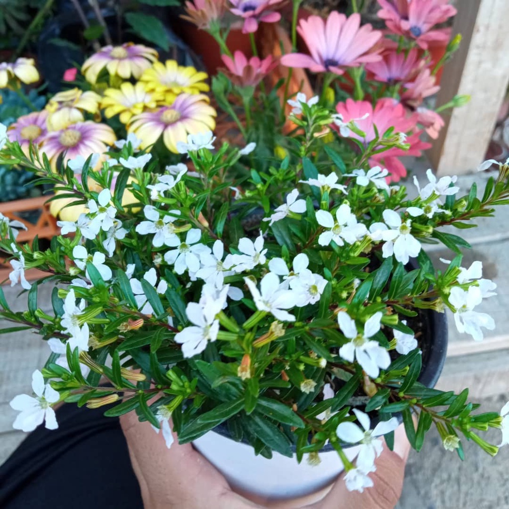 Jual TANAMAN HIAS TAIWAN BEAUTY BUNGA PUTIH | Shopee Indonesia