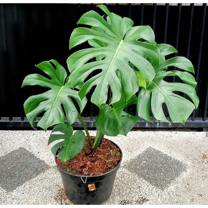 Jual ( TERMURAH) Tanaman Hias Monstera Deliciosa - Tanaman hias hidup ...