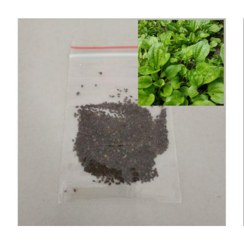 Jual Biji Daun Sendok bibit daun sendok benih ki urat 100 biji | Shopee ...