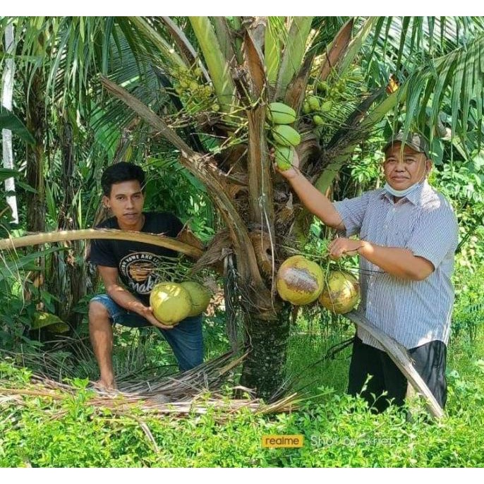 Jual Bibit Kelapa Genjah Entog Super Siap Tanam Harga Murah | Shopee Indonesia