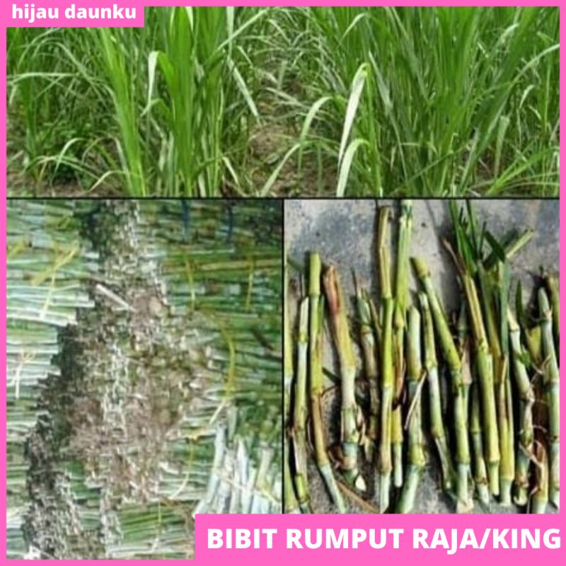 Jual Bibit Rumput Raja Gajah Tinggi Baru Stek Harga perbatang TERMURAH ...
