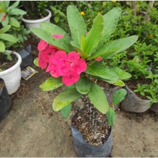 Jual Bunga Mahkota Duri Merah Tanaman Hias Euphorbia Segar Eporbia ...