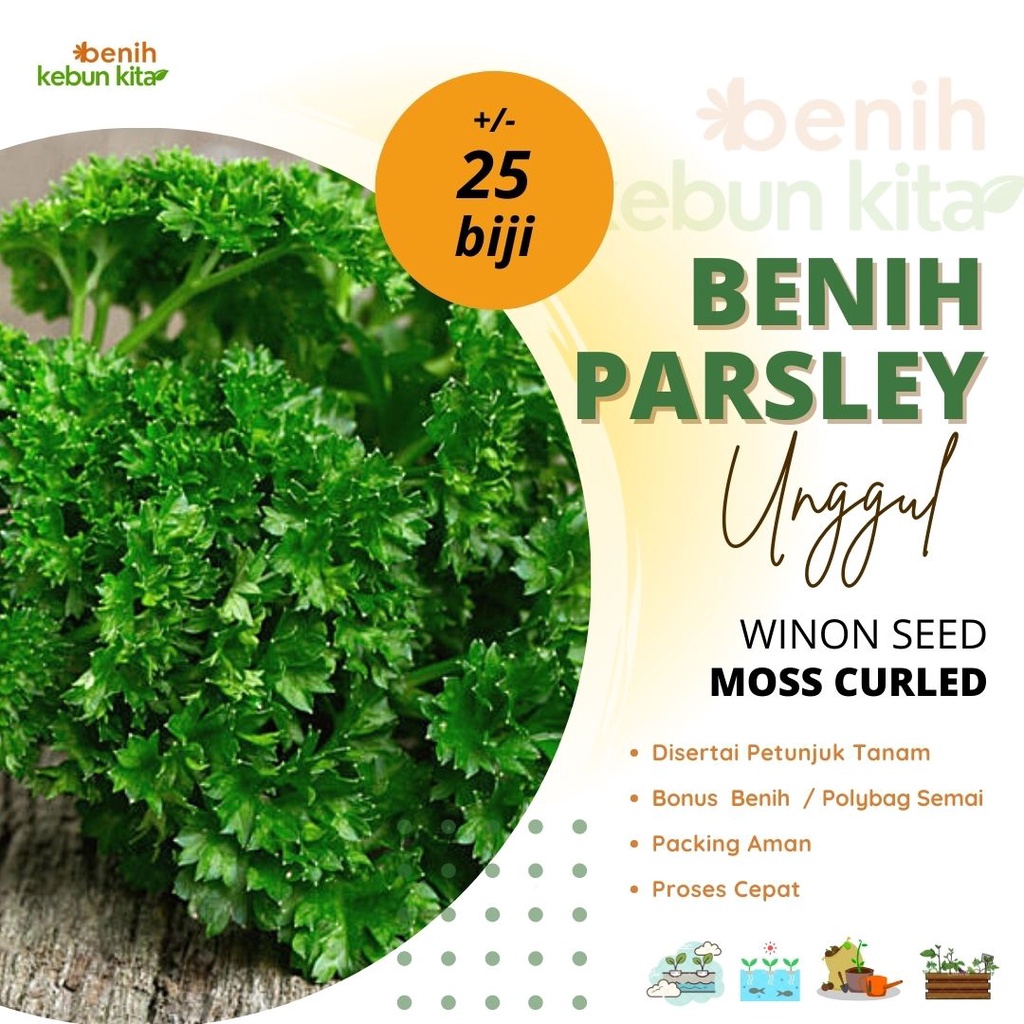 Jual 25 Biji Benih Sayuran Parsley Peterseli Moss Curled - Bibit ...