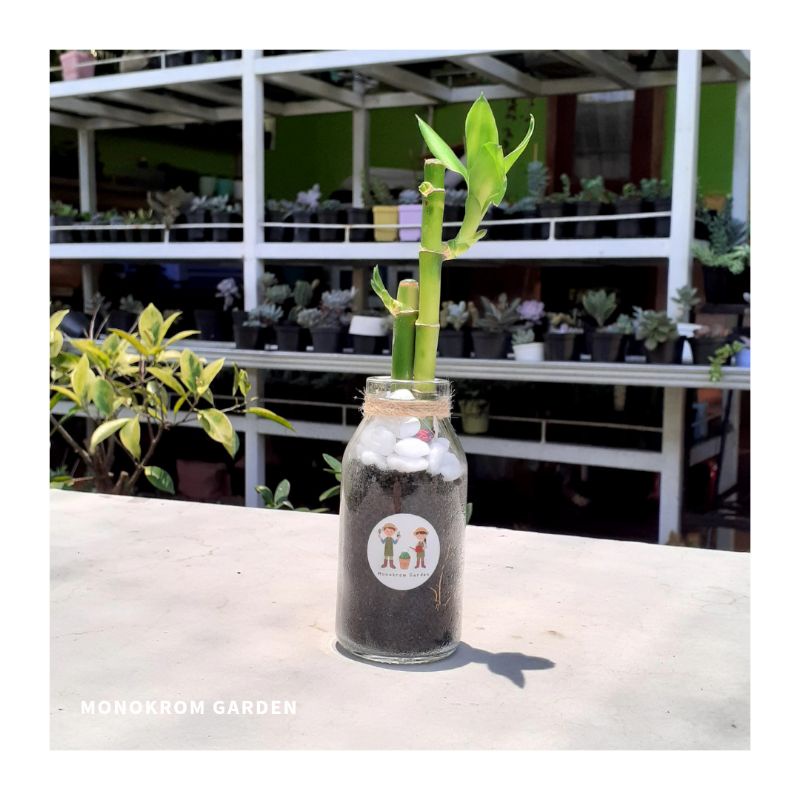 Jual Bambu Hoki | Bambu China | Shopee Indonesia