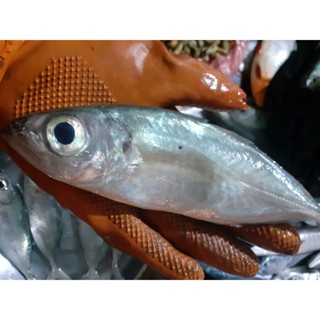 Jual Ikan Kembung Mata Belo | Shopee Indonesia