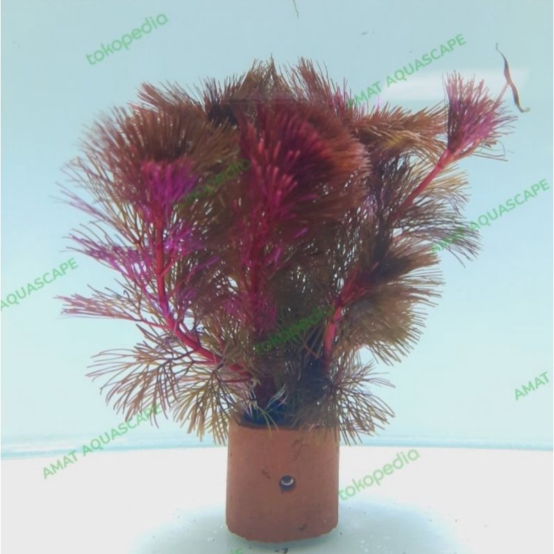 Jual CABOMBA CAROLINIANA AQUATIC PLANT TANAMAN AIR | CABOMBA SP RED ...