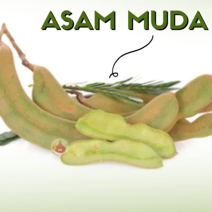 Jual ASAM JAWA MUDA 500gram - Sayursegarinstan | Shopee Indonesia