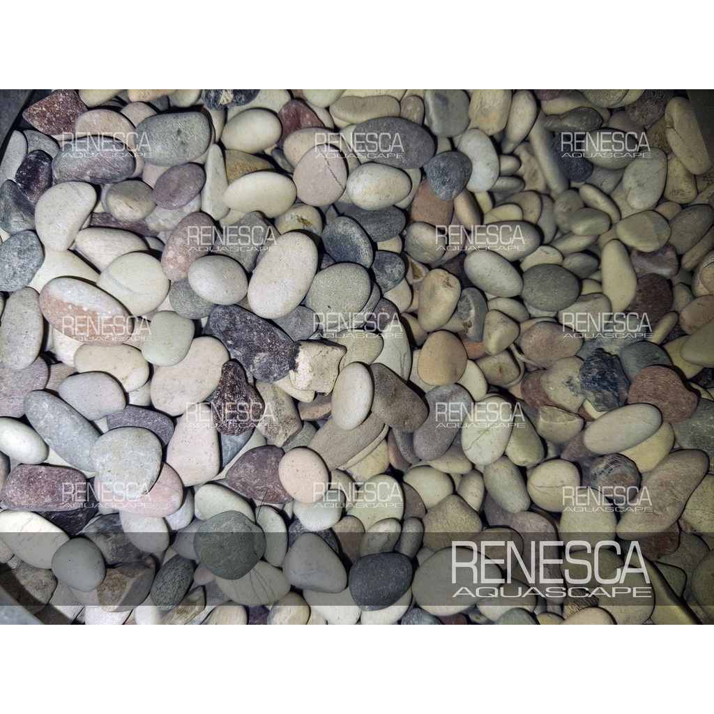 Jual Batu Koral Sikat Ares Pancawarna Panca Warna Warni 1 Kg - Hiasan ...