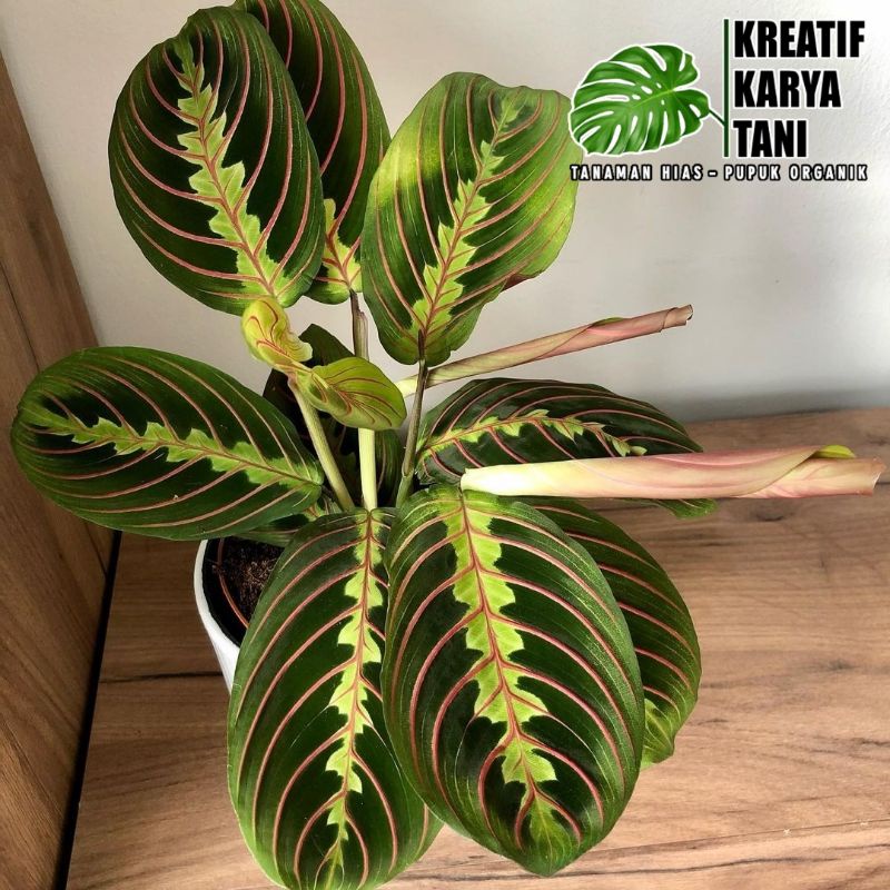 Jual Tanaman Hias Calathea Udang - Calathea Kepiting | Shopee Indonesia