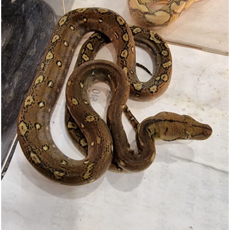 Jual Mainan karet bentuk Reticulated Python Phantom / Super Tiger ...