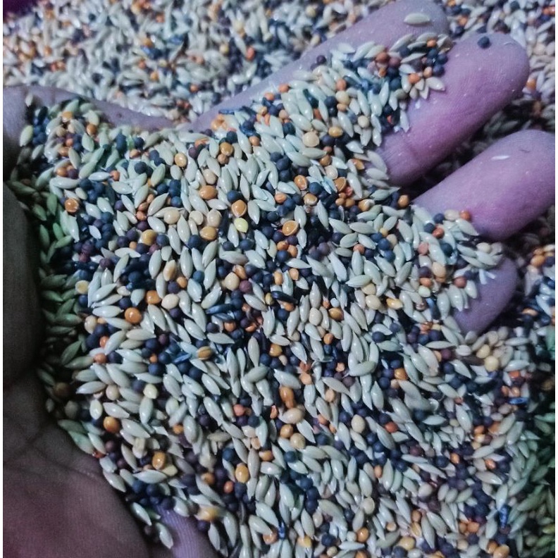 Jual Kenari Seed Mixseed Kenari Campur 500gr Pakan Burung Kenari Finch ...