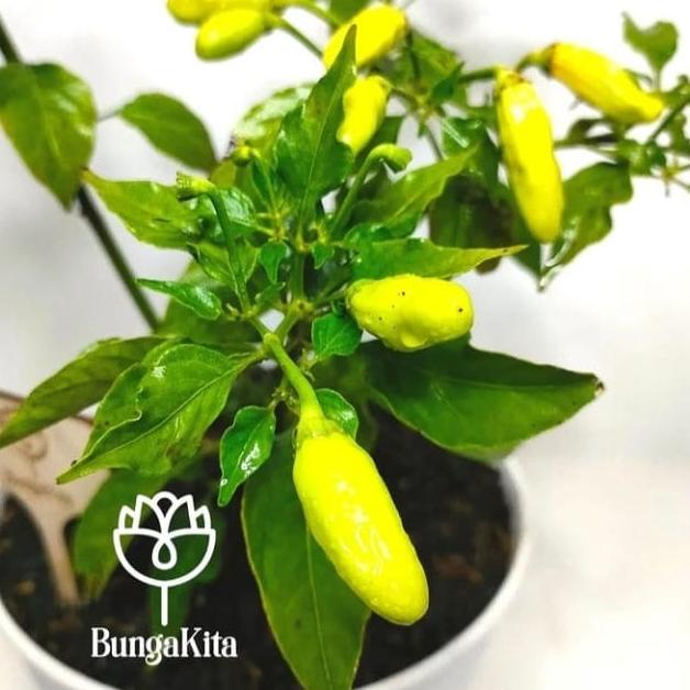 Jual Laku Keras--Tanaman Cabe Rawit Sambal (Cengek Domba) | Shopee ...