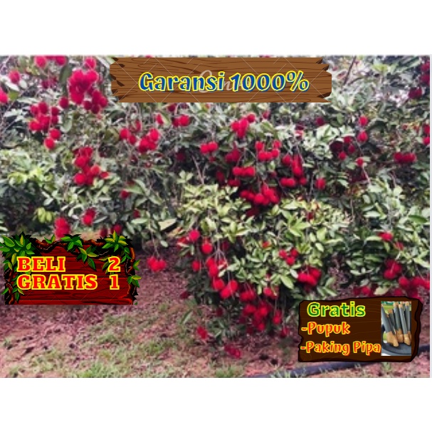 Jual Rambutan Super Red Sweet Unggulan Cepat Berbuah ( GARANSI ...