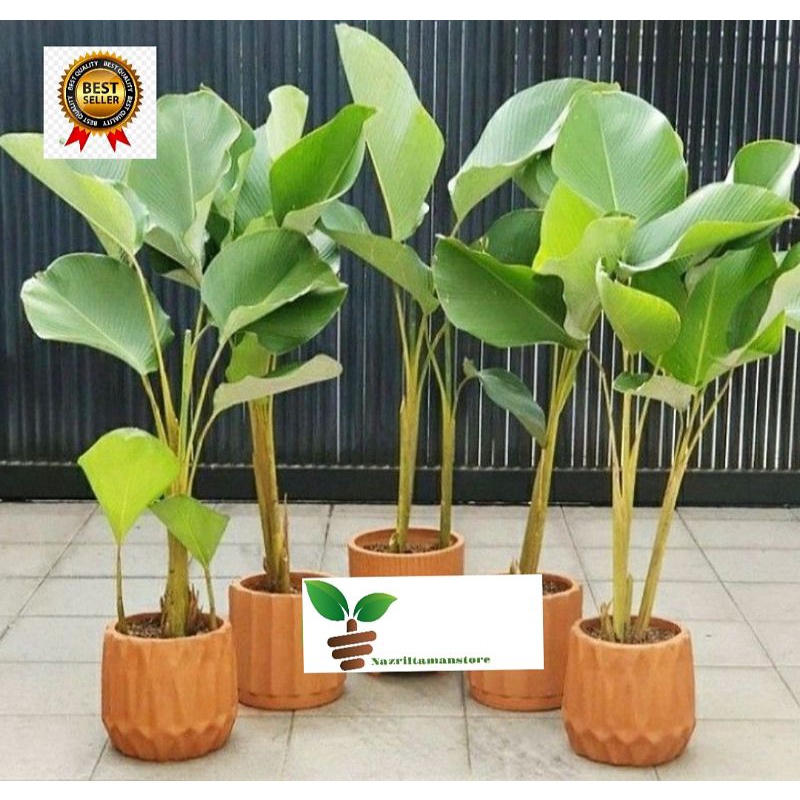 Jual Tanaman hias Pisang Calathea luthea kalatea lutea bedak | Shopee ...