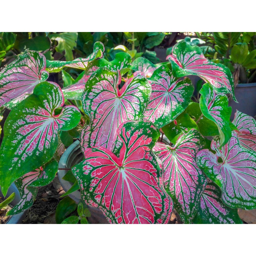 Jual Menerima Pesanan COD/Tanaman Hias Bibit Caladium Batik Wayang ...