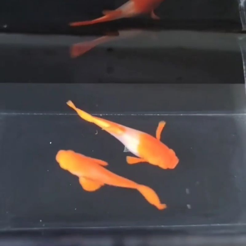 Jual Guppy Albino Koi RED EAR FULL / Albino Koi Guppy Grade A+++ /Albino Koi Grade A+ (red ear ...