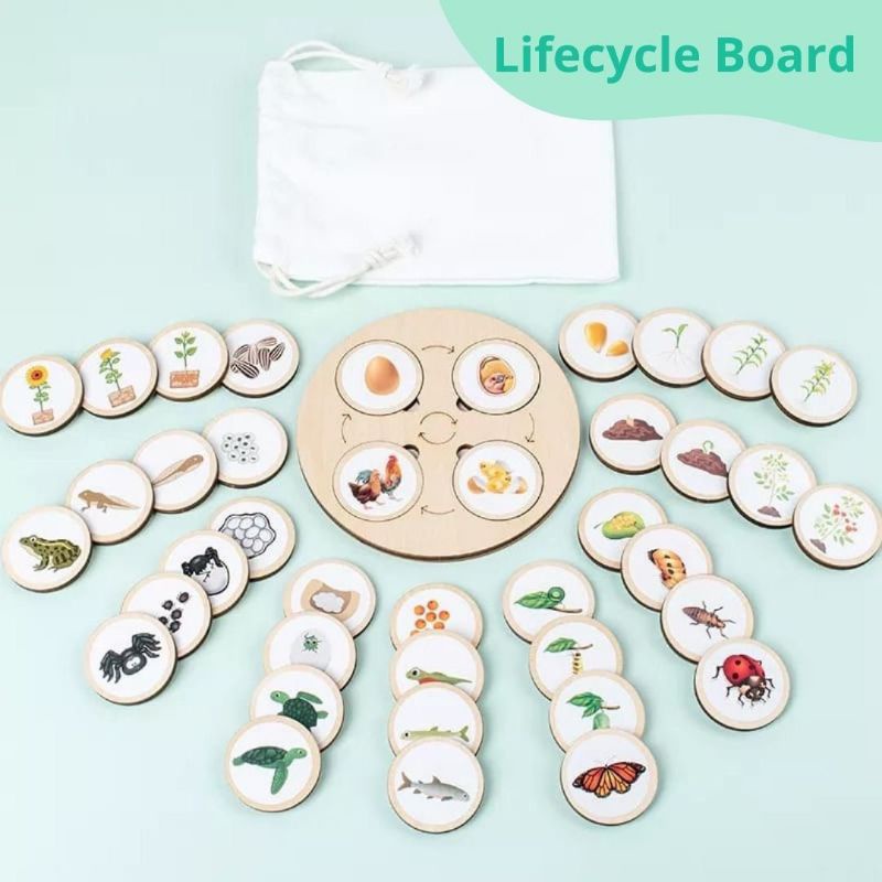 Jual Life Cycle siklus hidup hewan alat peraga biologi | Shopee Indonesia Jual Life Cycle siklus hidup hewan alat peraga biologi | Shopee Indonesia