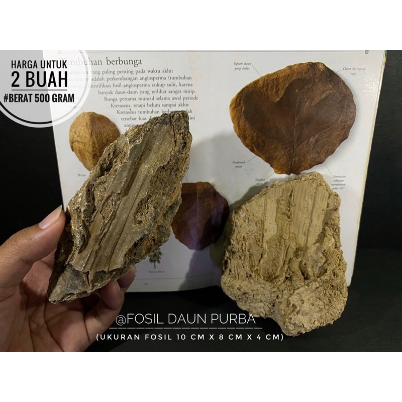 Jual Bongkahan Fosil Daun Bambu Purba E2 atau Fosil Tumbuhan Jurasic ...