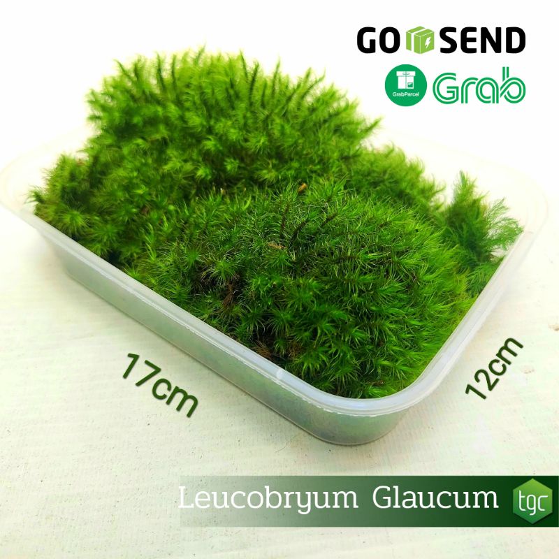 Jual Leucobryum Glaucum / Cushion Moss / Pillow Moss / Forest Moss ...
