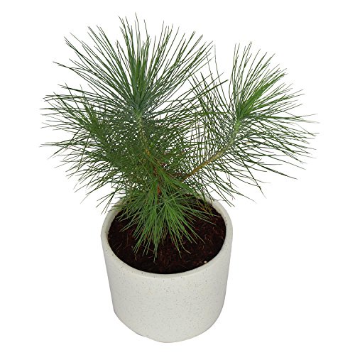 Jual tanaman pohon peneduh pinus -tanaman outdour | Shopee Indonesia