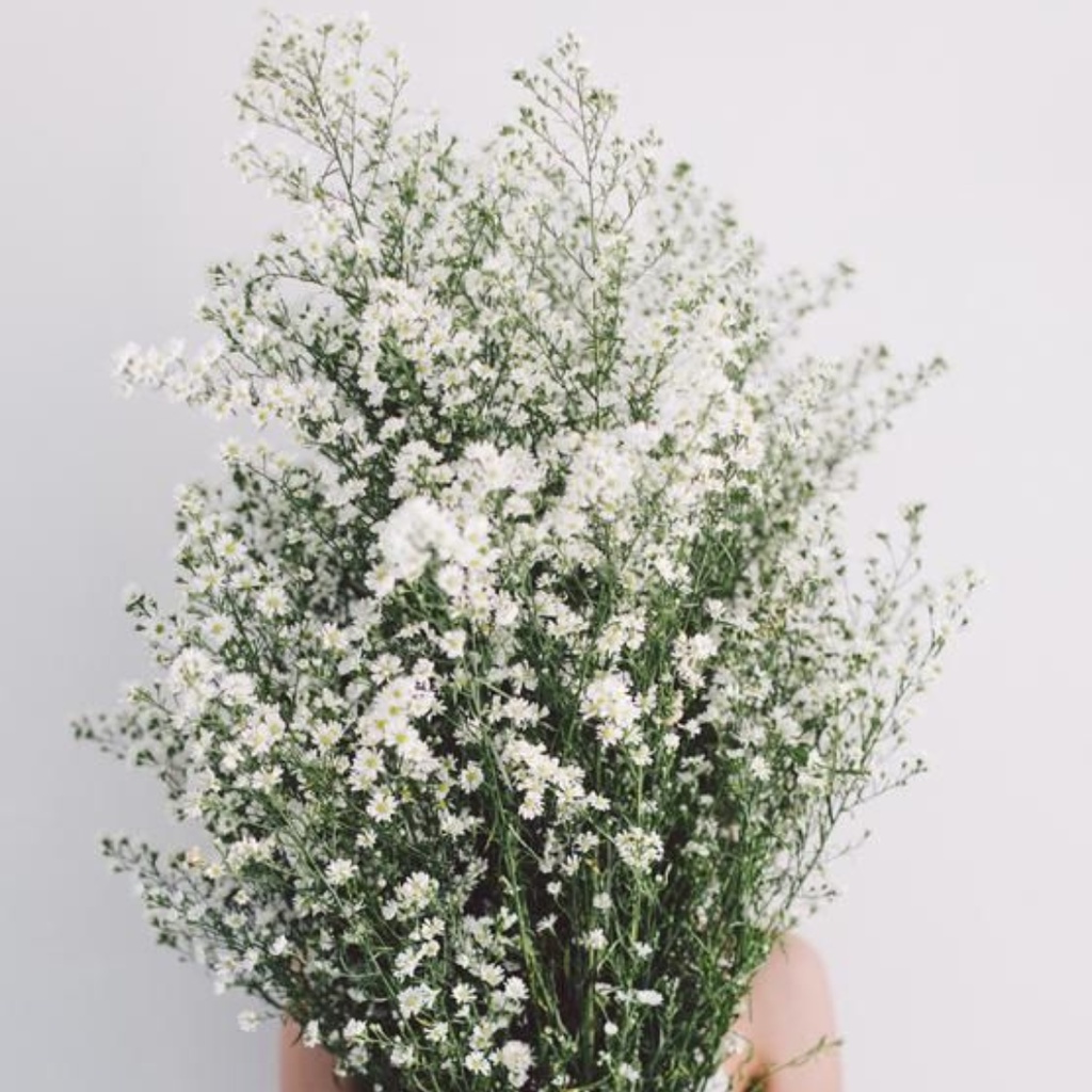 Jual Bahan buket bunga pikok asli fresh | Shopee Indonesia