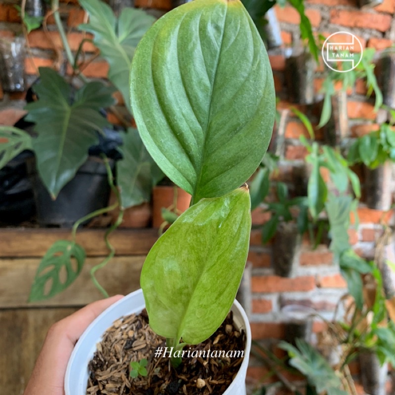 Jual Scindapsus parakensis variegata mint (Include pot & media tanam ...