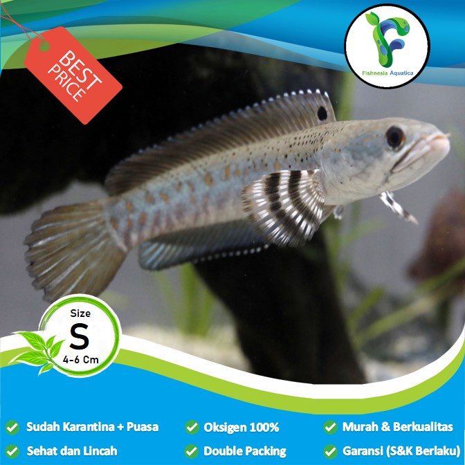 Jual Ikan Channa Pulchra Size 4-6 Cm | Shopee Indonesia