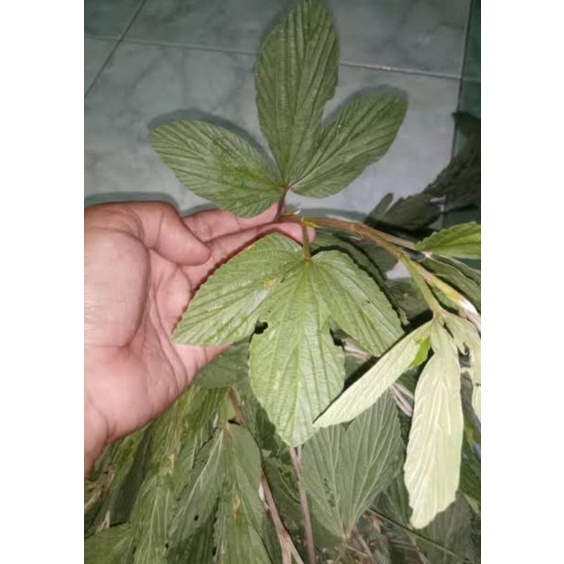 Jual Jual daun opo opo 100gram | Shopee Indonesia