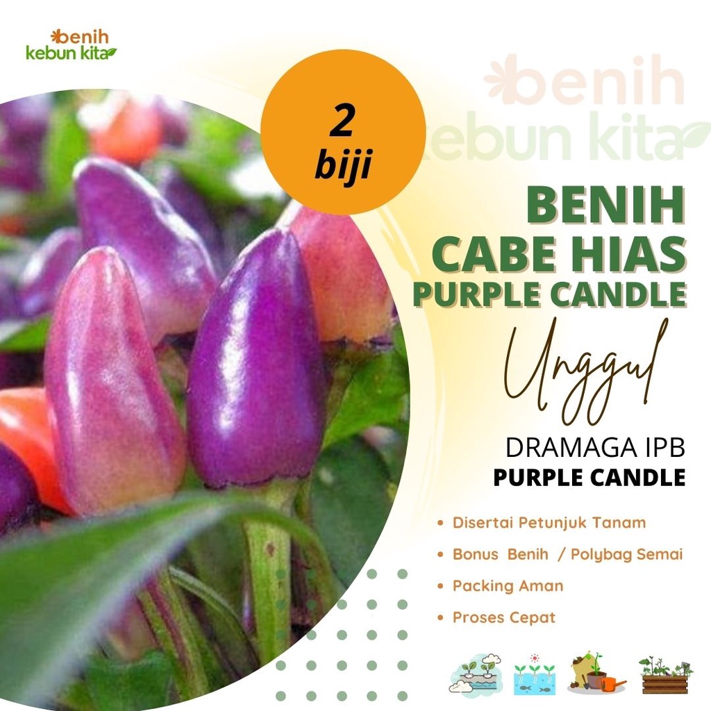 Jual Benih Bibi Bibit Cabai Cabe Hias Purple Candle Bibit Tanaman cocok ...