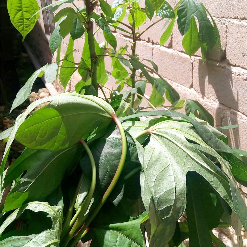 Jual Daun Gedi Serat Merah Segar (250 Gram) | Shopee Indonesia