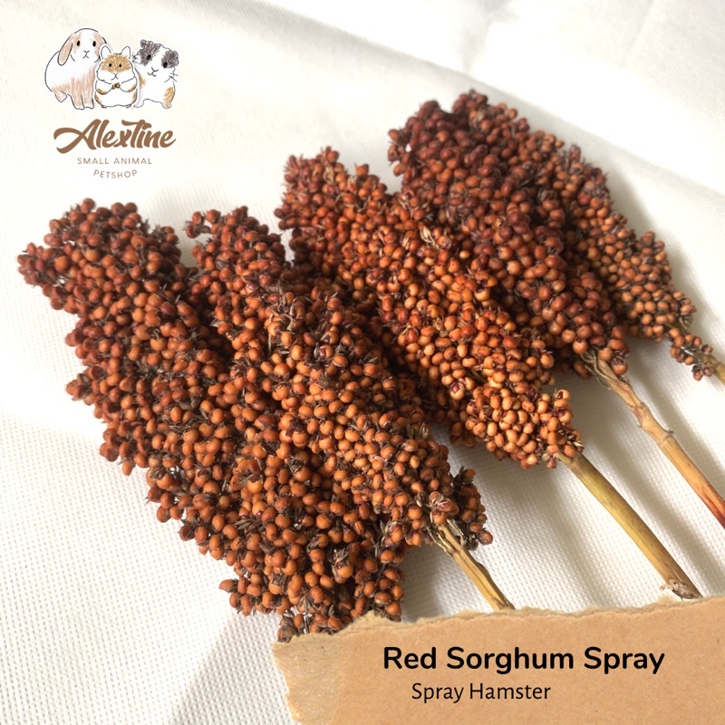 Jual Red Sorghum Spray 100g | Sorgum Merah Makanan Hamster | Shopee ...