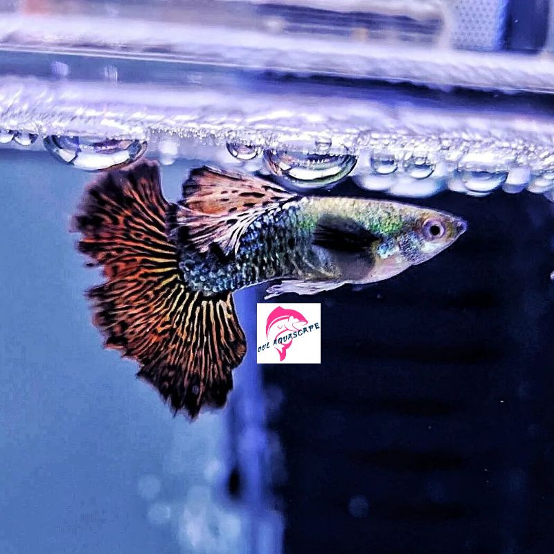Jual ikan hias guppy Red Dragon Half-moon|Male | Shopee Indonesia