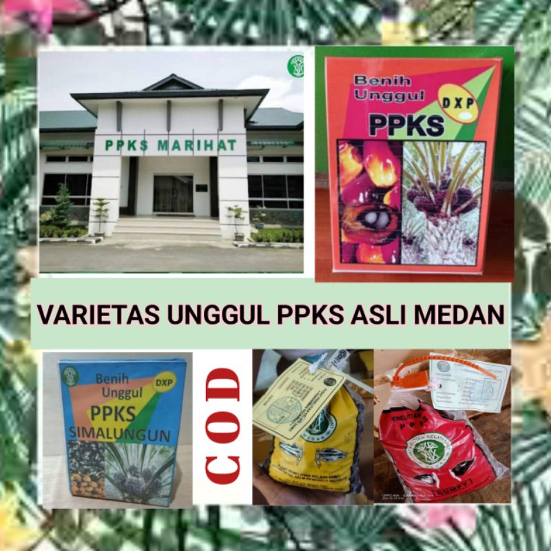 Jual Kecambah sawit Marihat DUMPY PPKS Asli Medan Bibit unggulan ...