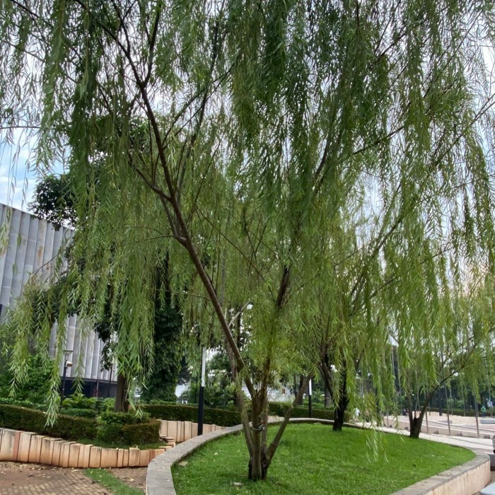 Jual TANAMAN LIANG LAU / POHON PELINDUNG LIANG LIU JANDA MERANA 1 METER ...