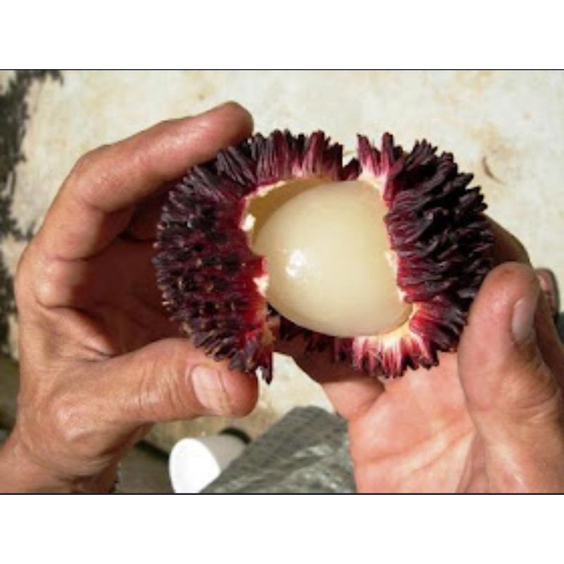 Jual Bibit Buah Langka Rambutan Hitam Gundul Khas Kalimantan Rasa Buah ...