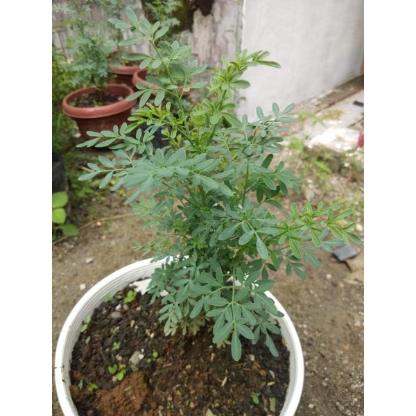 Jual Jual daun cao cao / inggu / common rue 30 gram | Shopee Indonesia