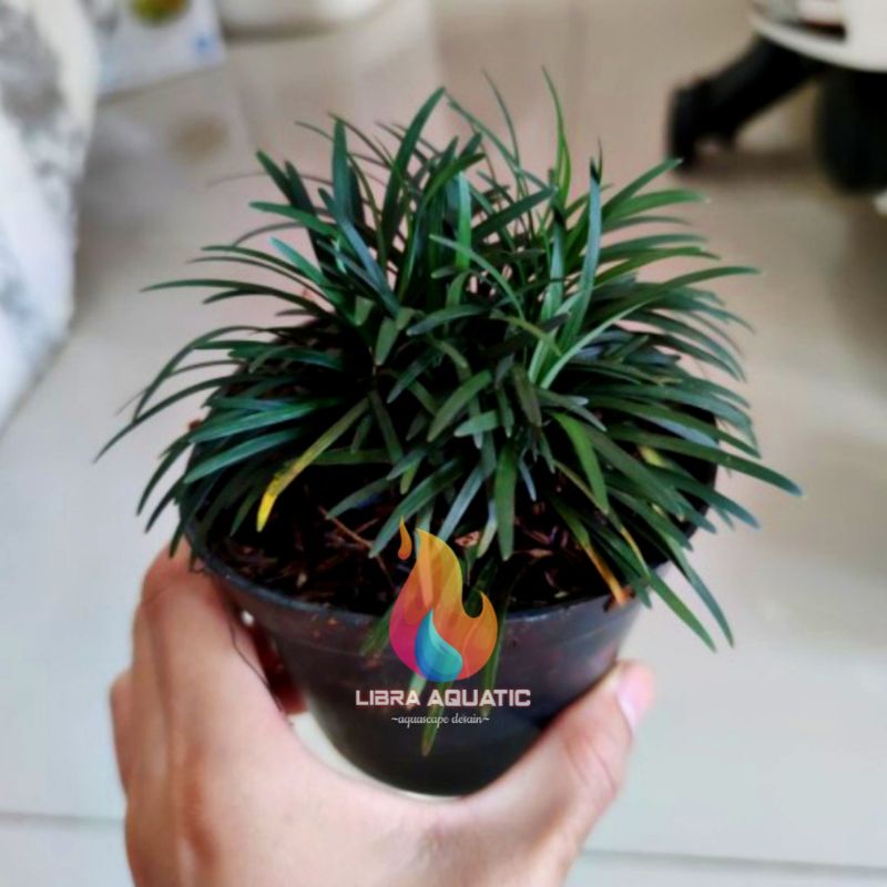 Jual TANAMAN PALUDARIUM TERRARIUM KUCAI MINI | Shopee Indonesia