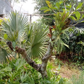 Jual tanaman kamboja bali batang besar tinggi 2 - 3 meter bonsai pohon ...
