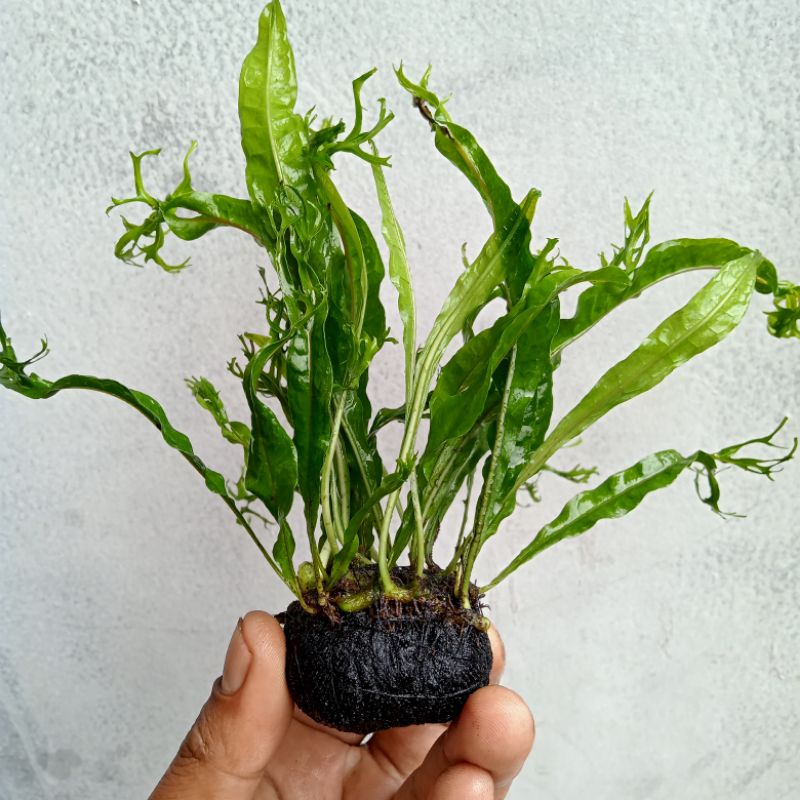 Jual Tanaman Aquascape Kadaka Windelov Media Wabikusa | Shopee Indonesia